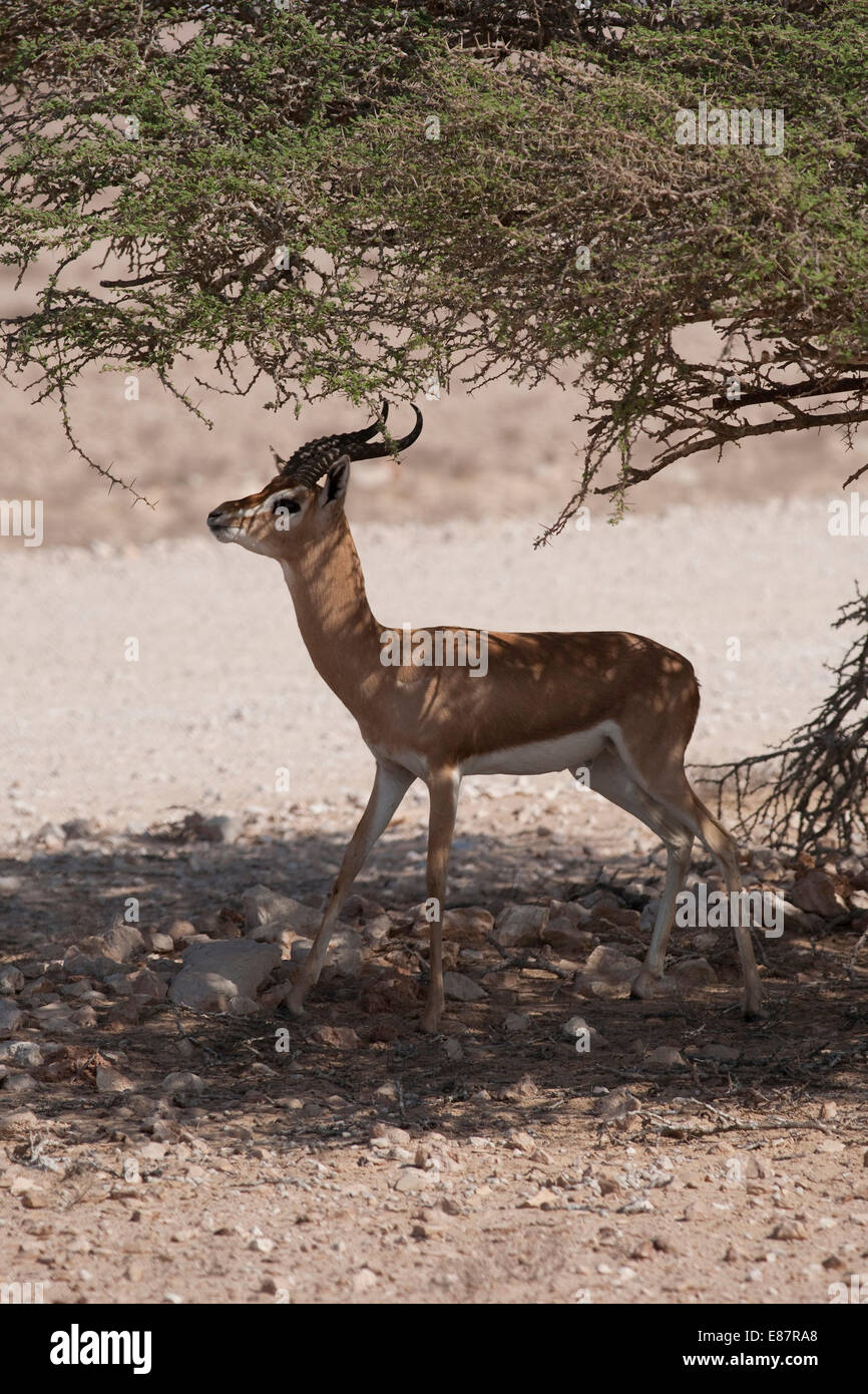Arabian Oryx (Oryx leucoryx), Oman Stock Photo - Alamy