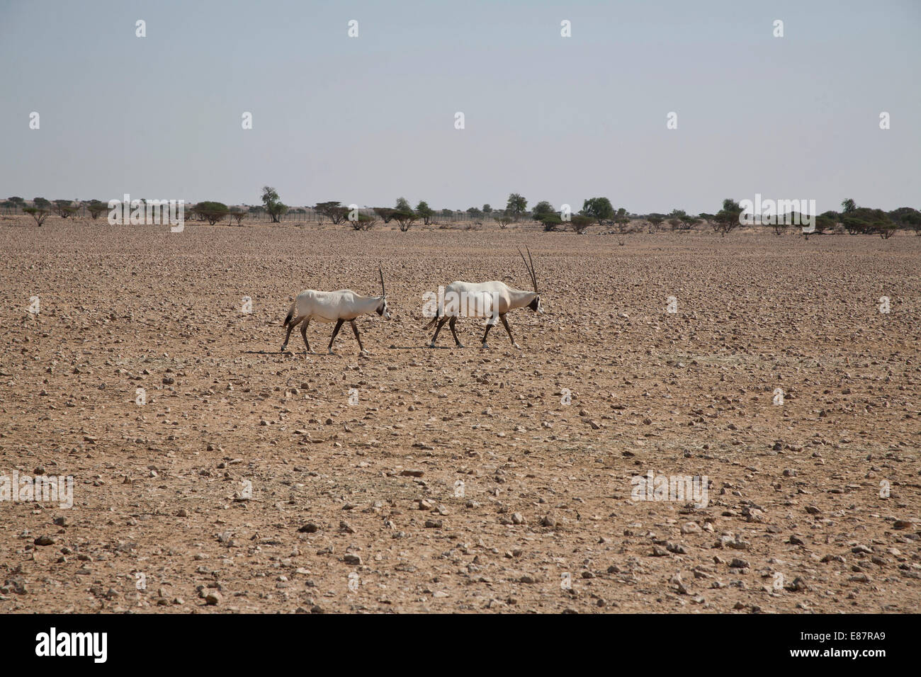 Arabian oryx oryx leucoryx arabian hi-res stock photography and images ...