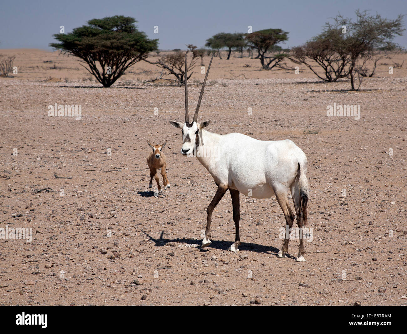 Arabian Oryx (Oryx leucoryx) with a calf, Oman Stock Photo - Alamy