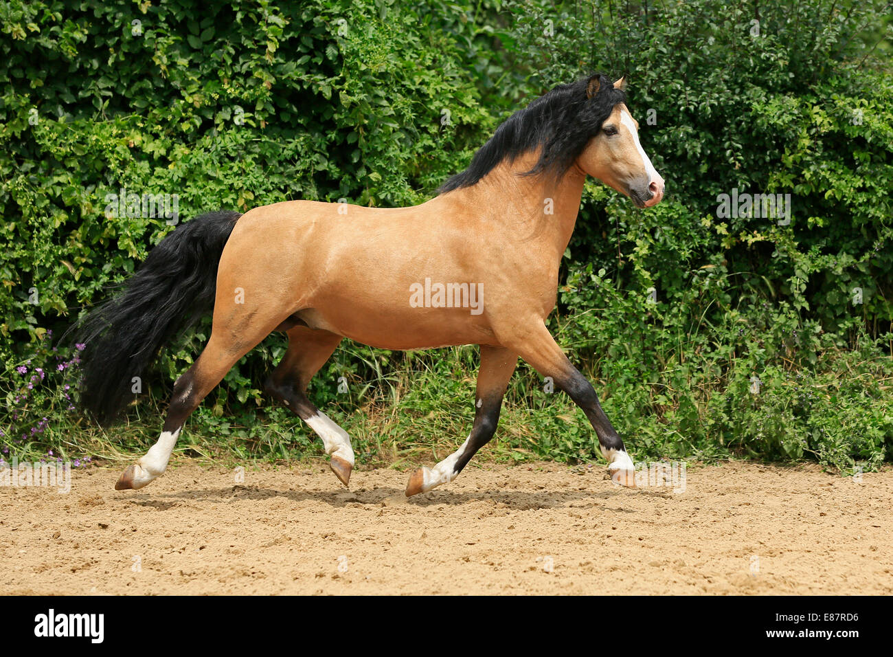 Welsh pony hi-res stock photography and images - Alamy