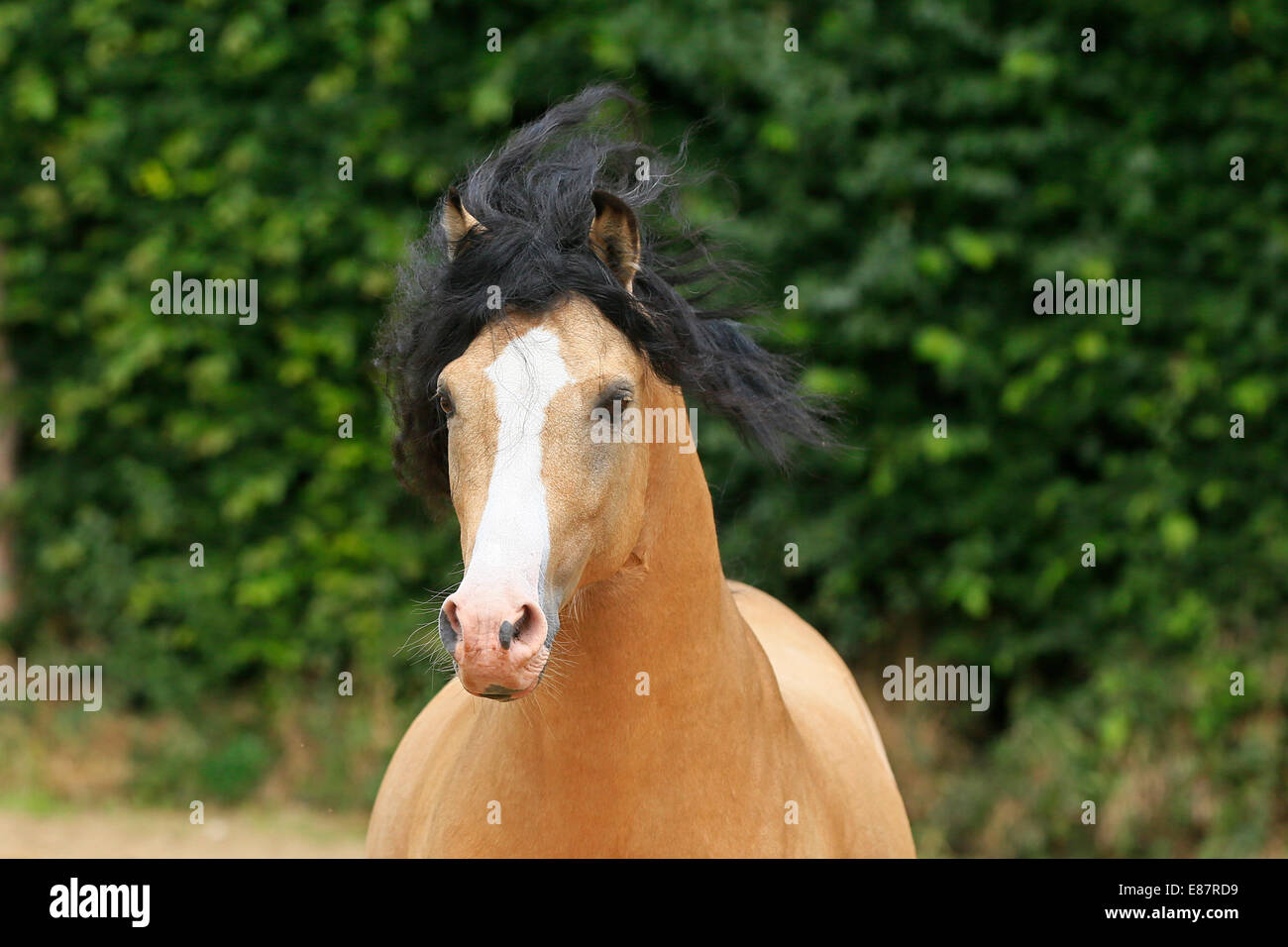 Welsh b hi-res stock photography and images - Alamy
