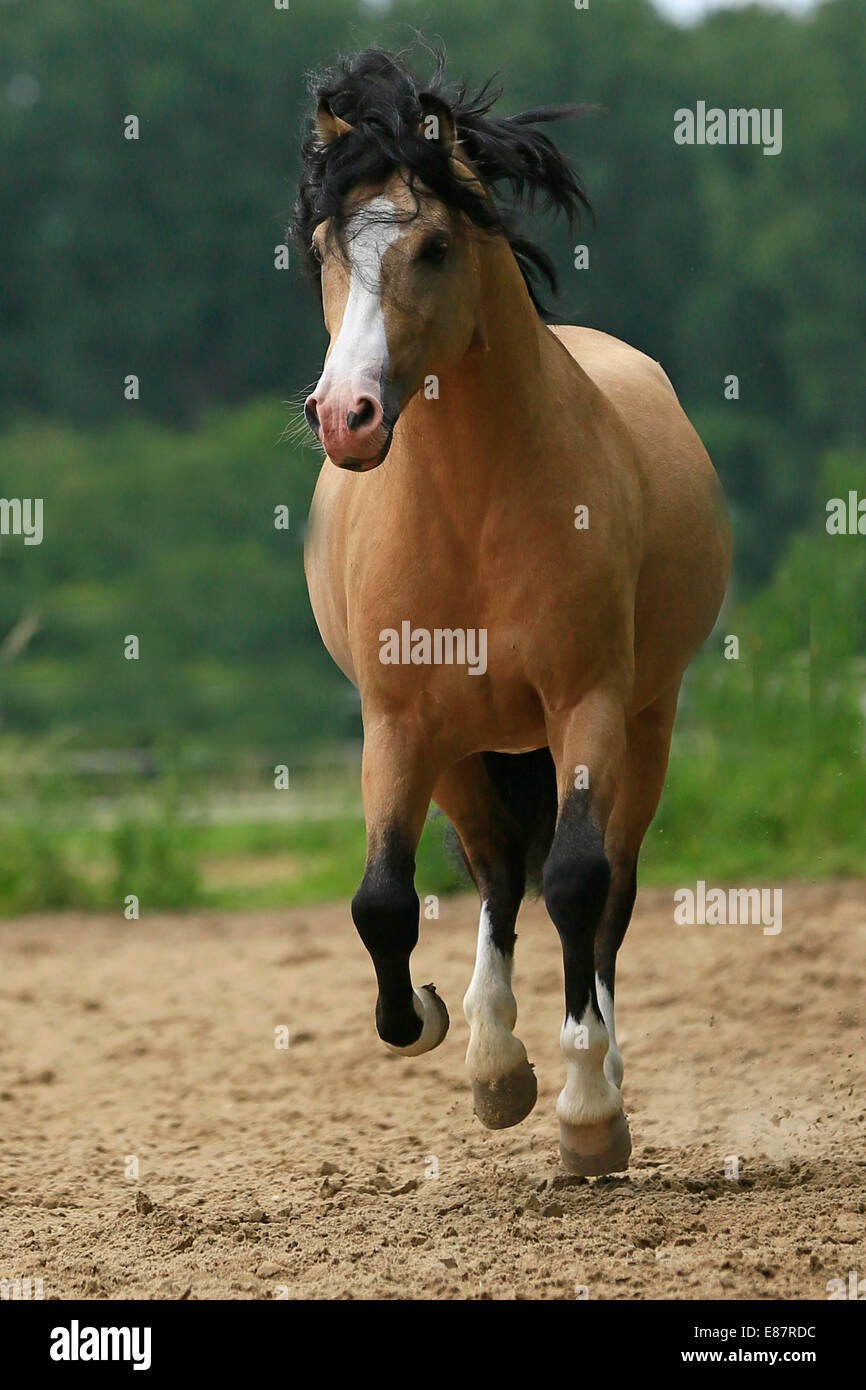 Welsh Pony B, Germany Stock Photo - Alamy
