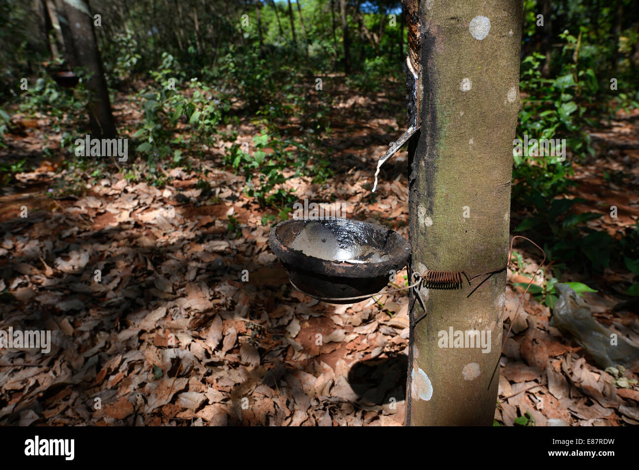 Rubber production hi-res stock photography and images - Alamy