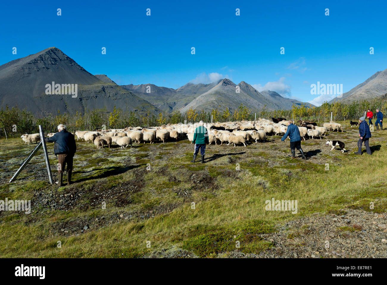 Sheep being rounded up hi-res stock photography and images - Alamy