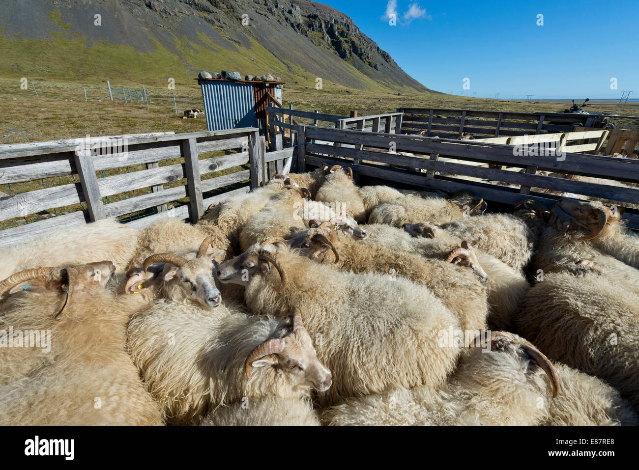 Pen of sheep hi-res stock photography and images - Alamy