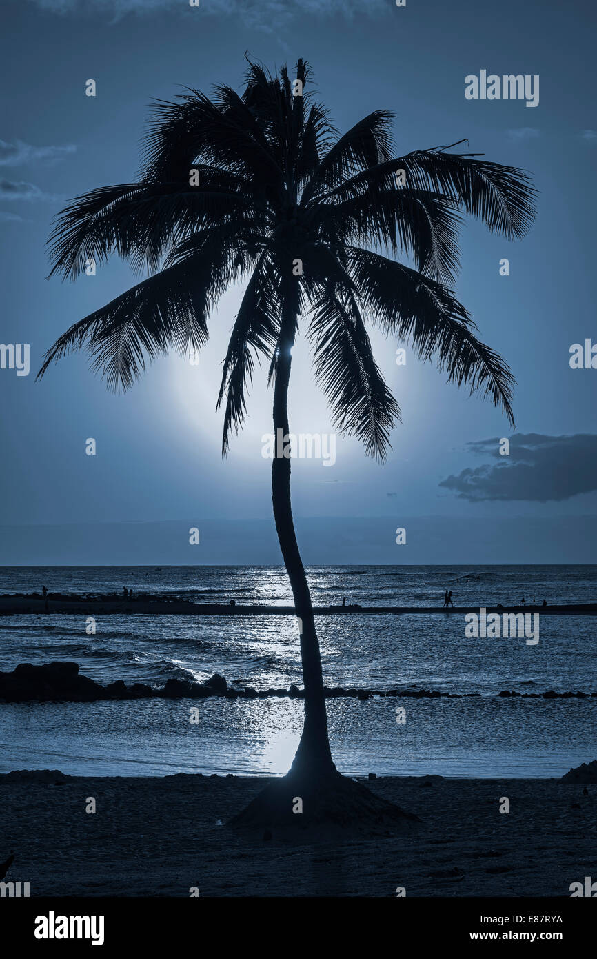 Palm tree in backlight, Kauai, Hawaii, United States Stock Photo - Alamy