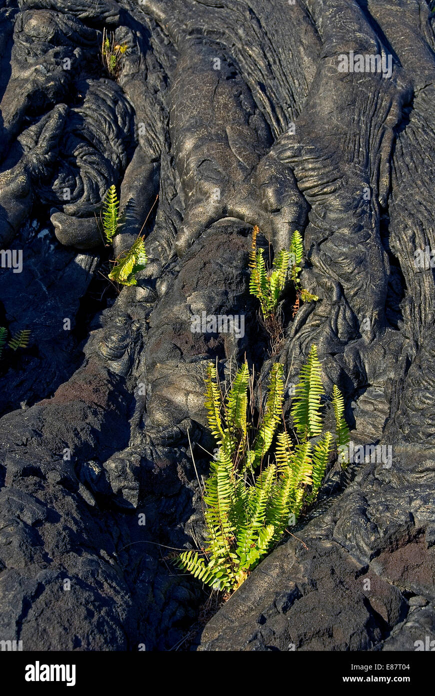 Plants growing on lava, Kilauea, Big Island, Hawaii, United States ...