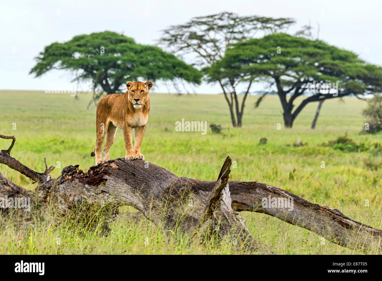 Rotten tree hi-res stock photography and images - Alamy