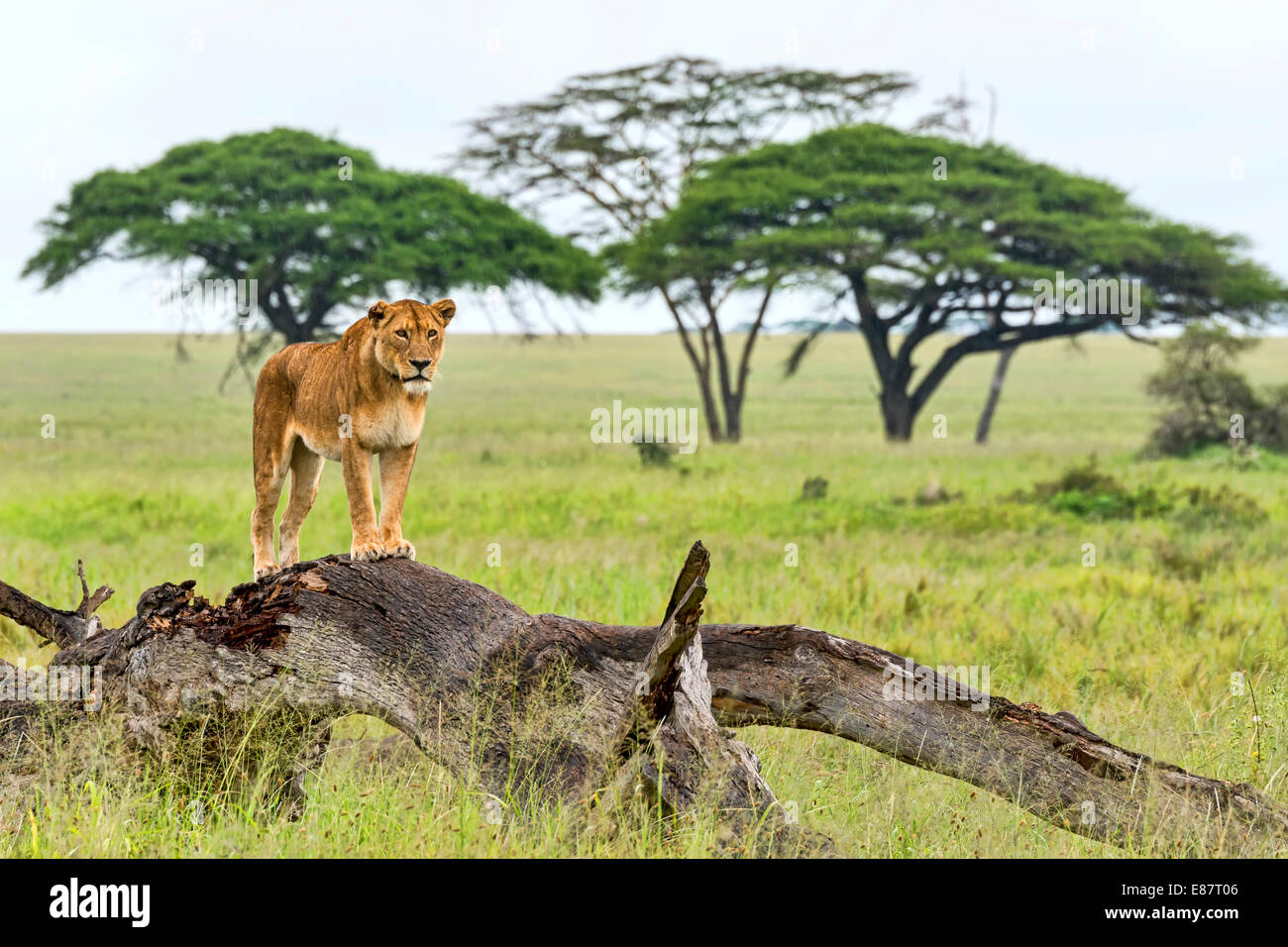 Rotten tree hi-res stock photography and images - Alamy