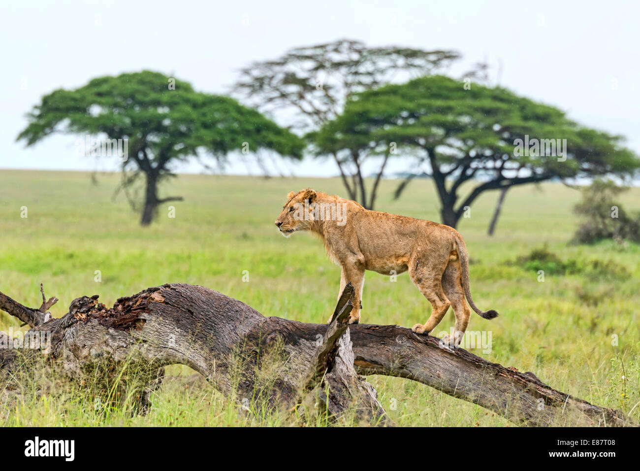 Rotten tree hi-res stock photography and images - Alamy