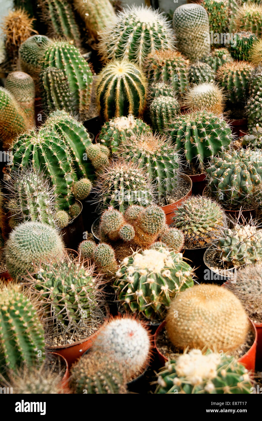 Various cacti species Stock Photo - Alamy