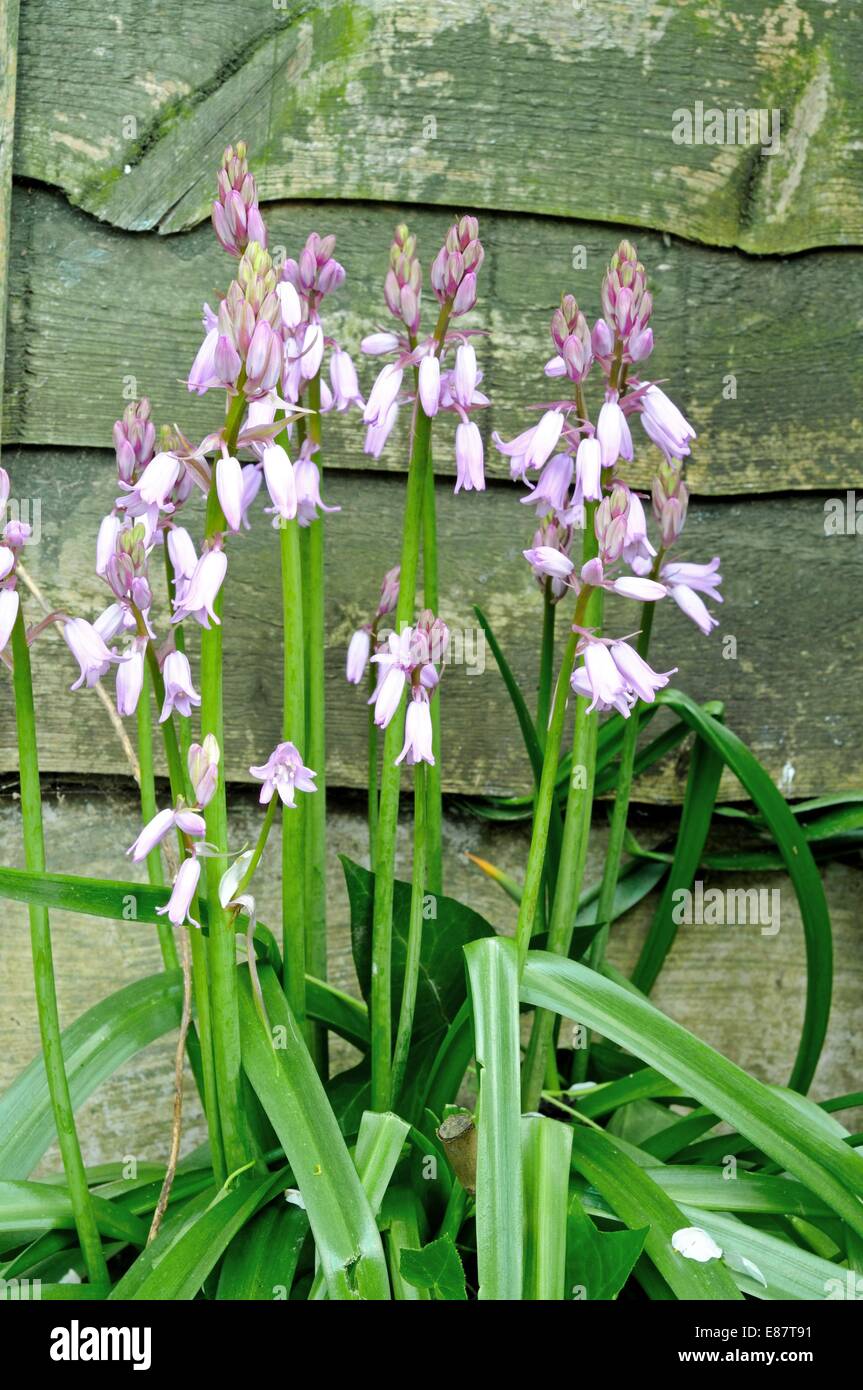 Spanish bluebells (Hyacinthoides hispanica) against a wooden fence ...