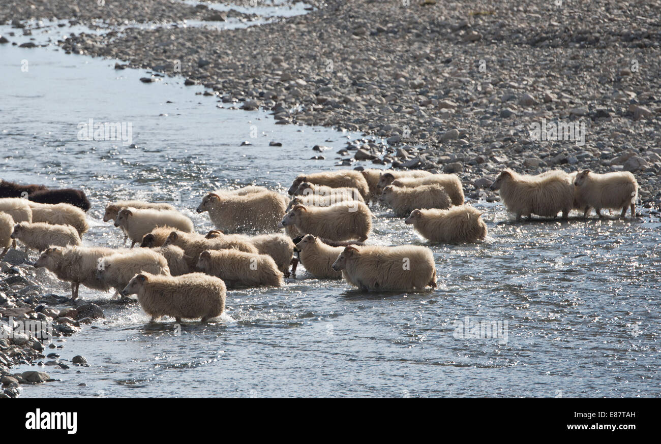 Flock of sheep crossing a river, sheep transhumance, near Höfn, Iceland Stock Photo - Alamy