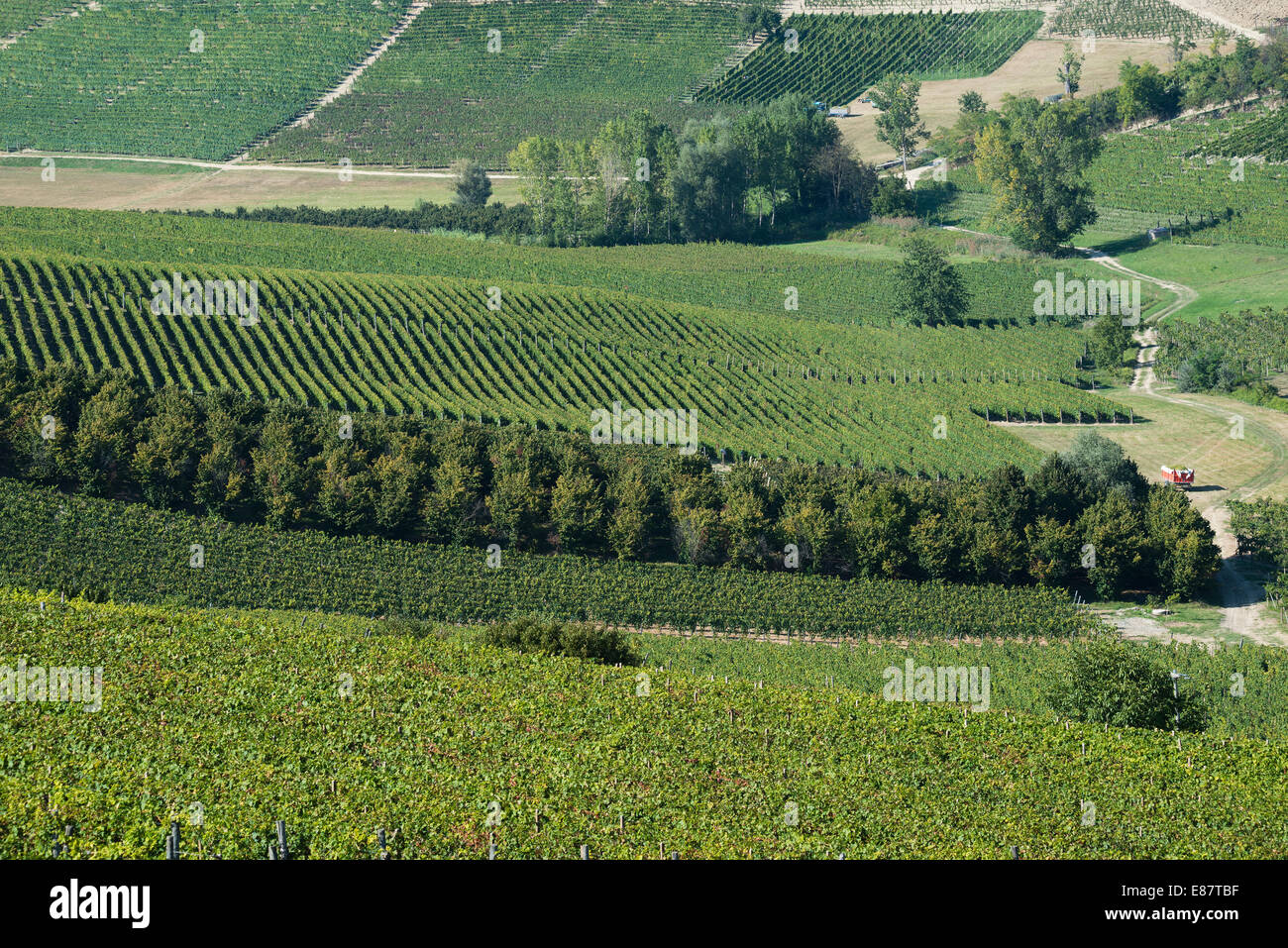 Italy,panorama of vineyards of Piedmont: Langhe-Roero and Monferrato on ...