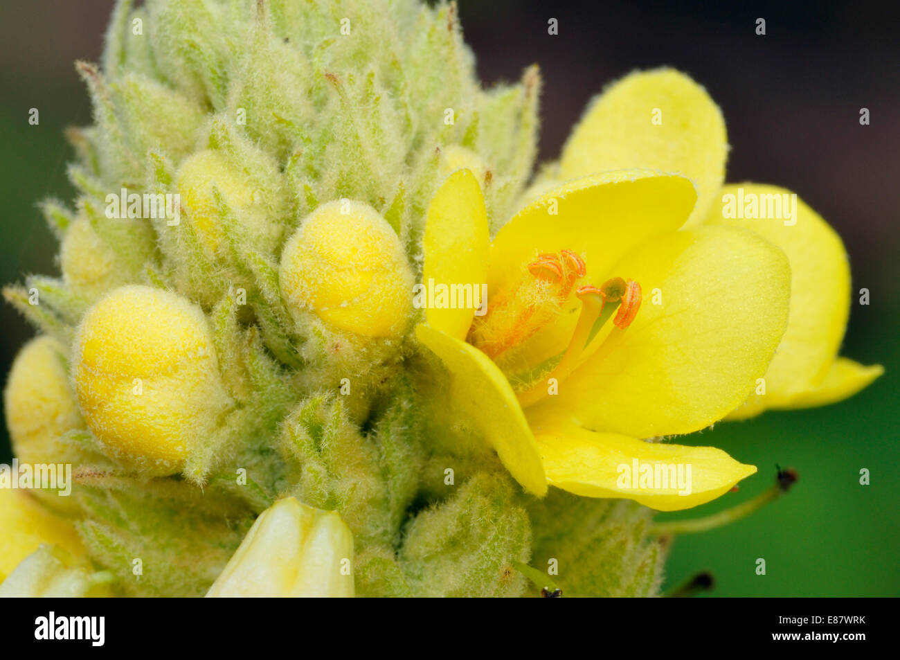 Great Mullein - Verbascum thapsus Closeup of flower Stock Photo - Alamy