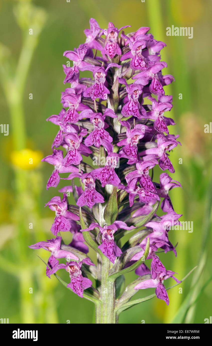 Northern Marsh Orchid - Dactylorhiza purpurella Growing on Machair ...