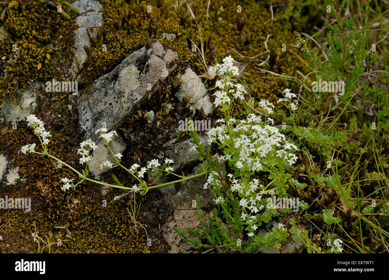 Heath Bedstraw - Galium saxatile Growing among rock & moss Stock Photo ...