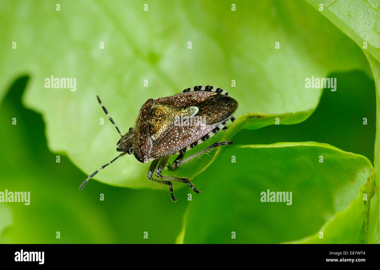 Hairy Shieldbug or Sloe Bug - Dolycoris baccarum Stock Photo - Alamy