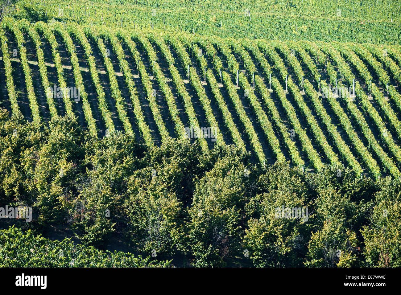 Italy,panorama of vineyards of Piedmont: Langhe-Roero and Monferrato on ...