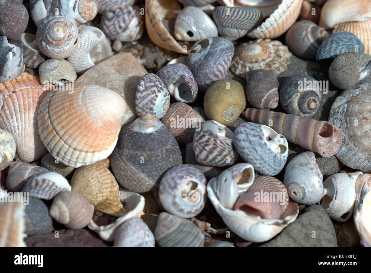Collection of shells hi-res stock photography and images - Alamy