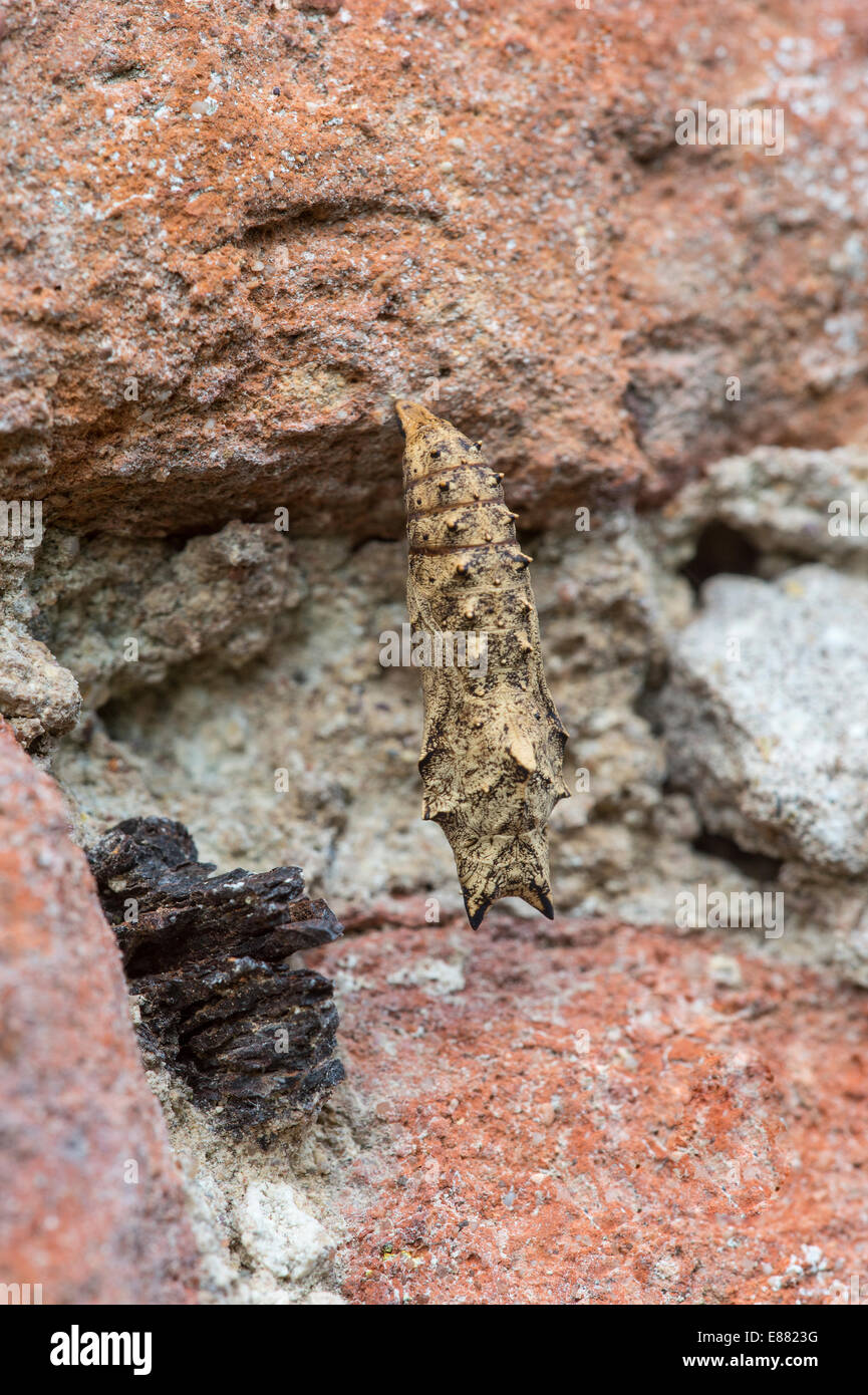 Small Tortoiseshell (Aglais urticae) butterfly pupa Preston Monford ...