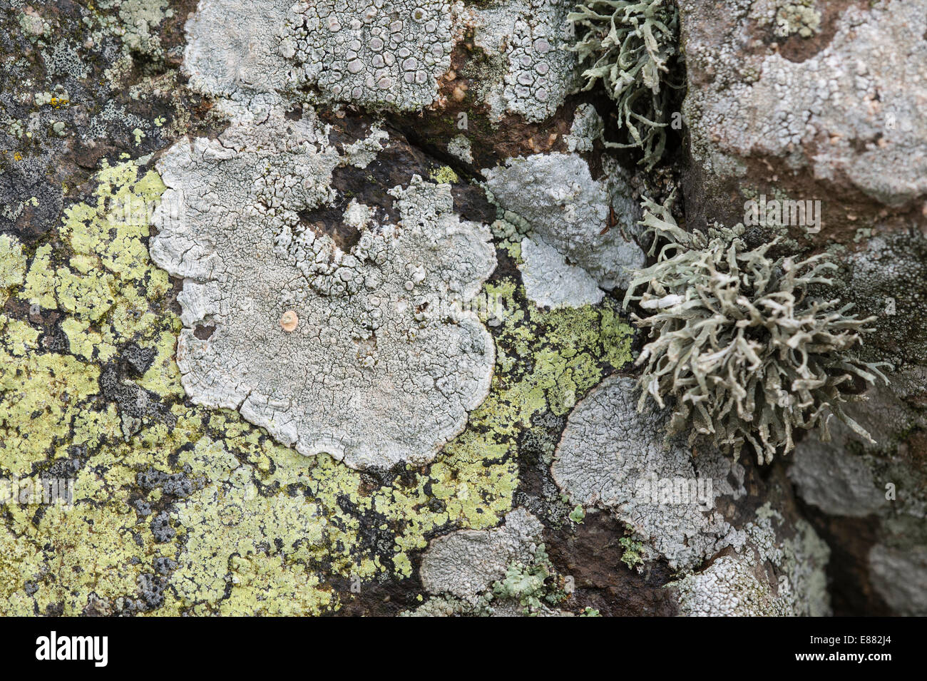 Lichen type hi-res stock photography and images - Alamy