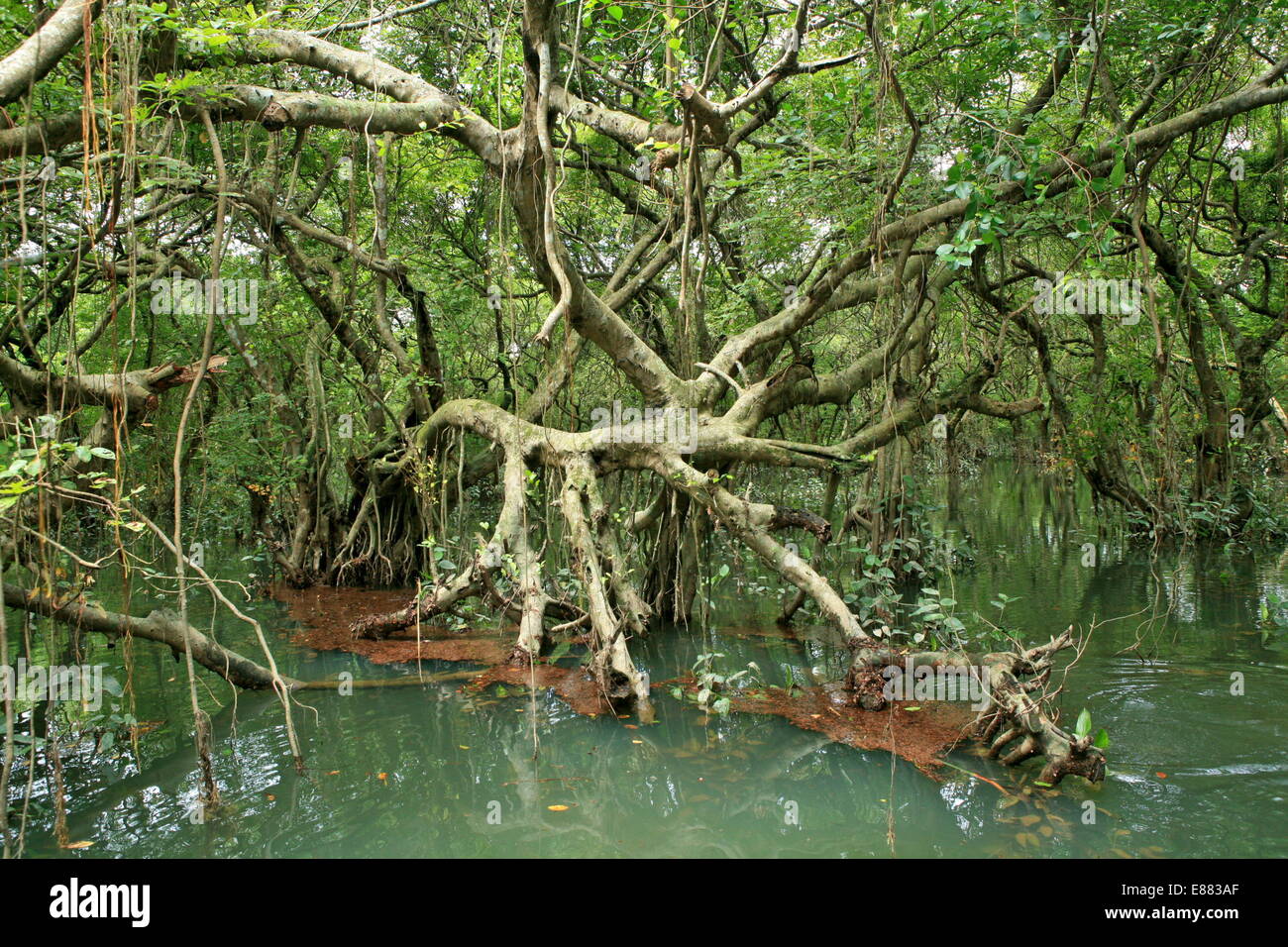 Chenger khal river hi-res stock photography and images - Alamy