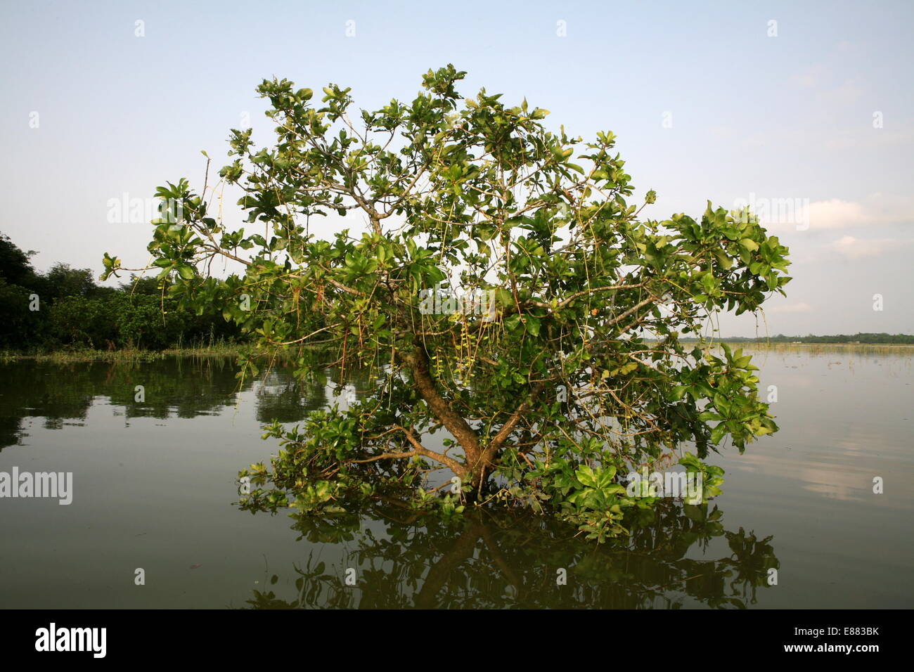 Ratargul swamp forest hi-res stock photography and images - Alamy
