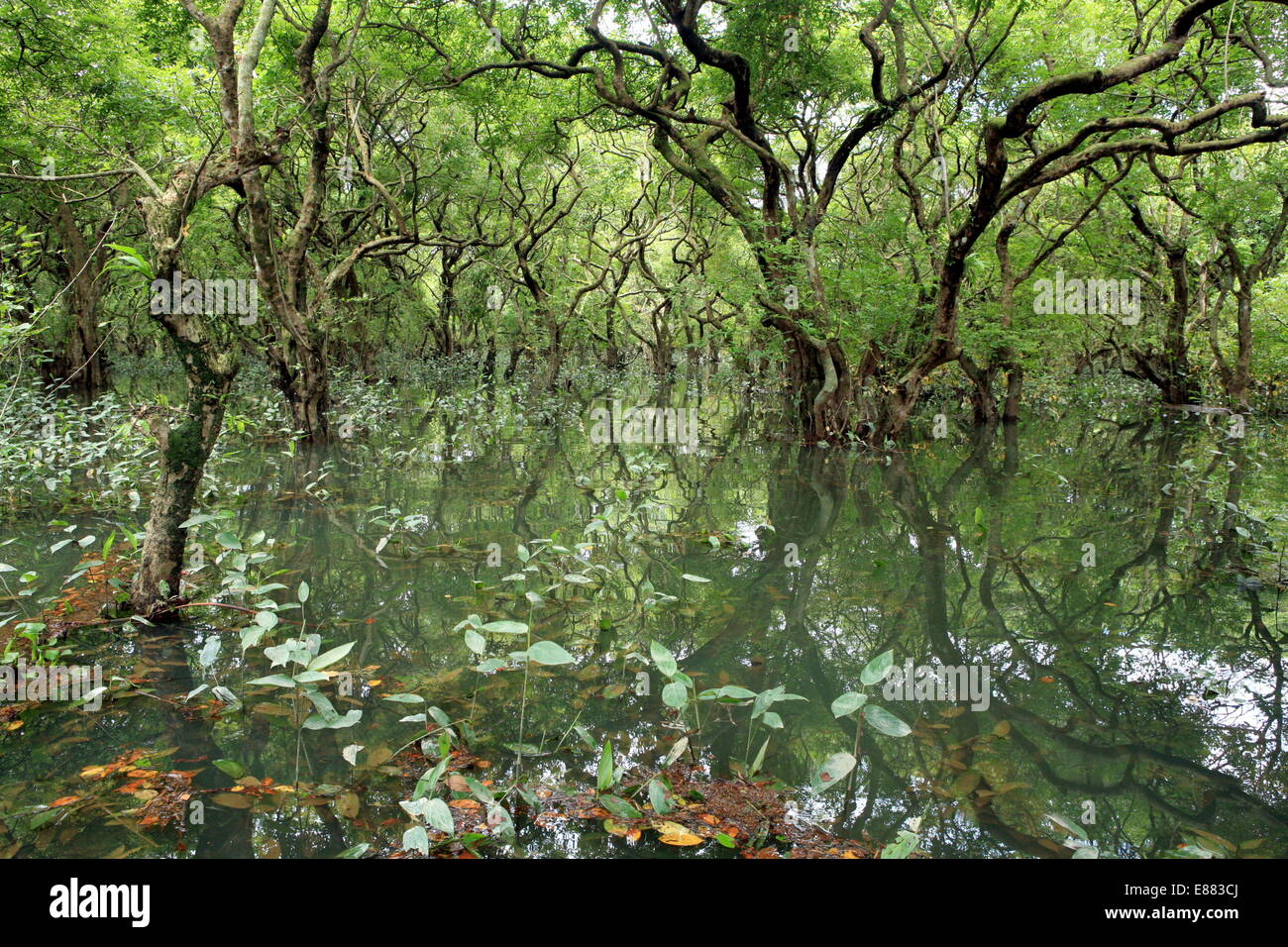 Ratargul Natural Swamp Forest is a freshwater swamp forest located in ...