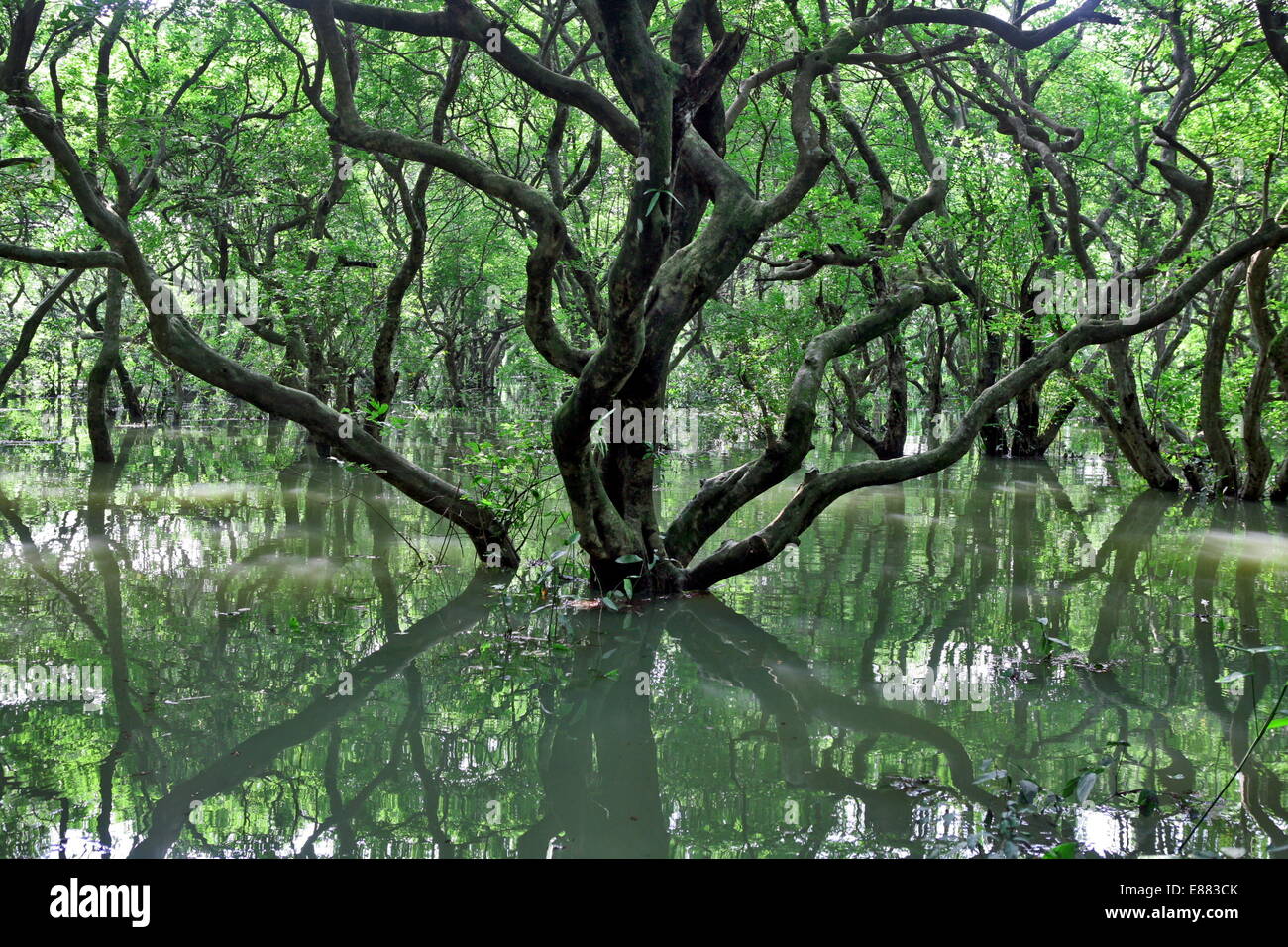 Ratargul Natural Swamp Forest is a freshwater swamp forest located in ...