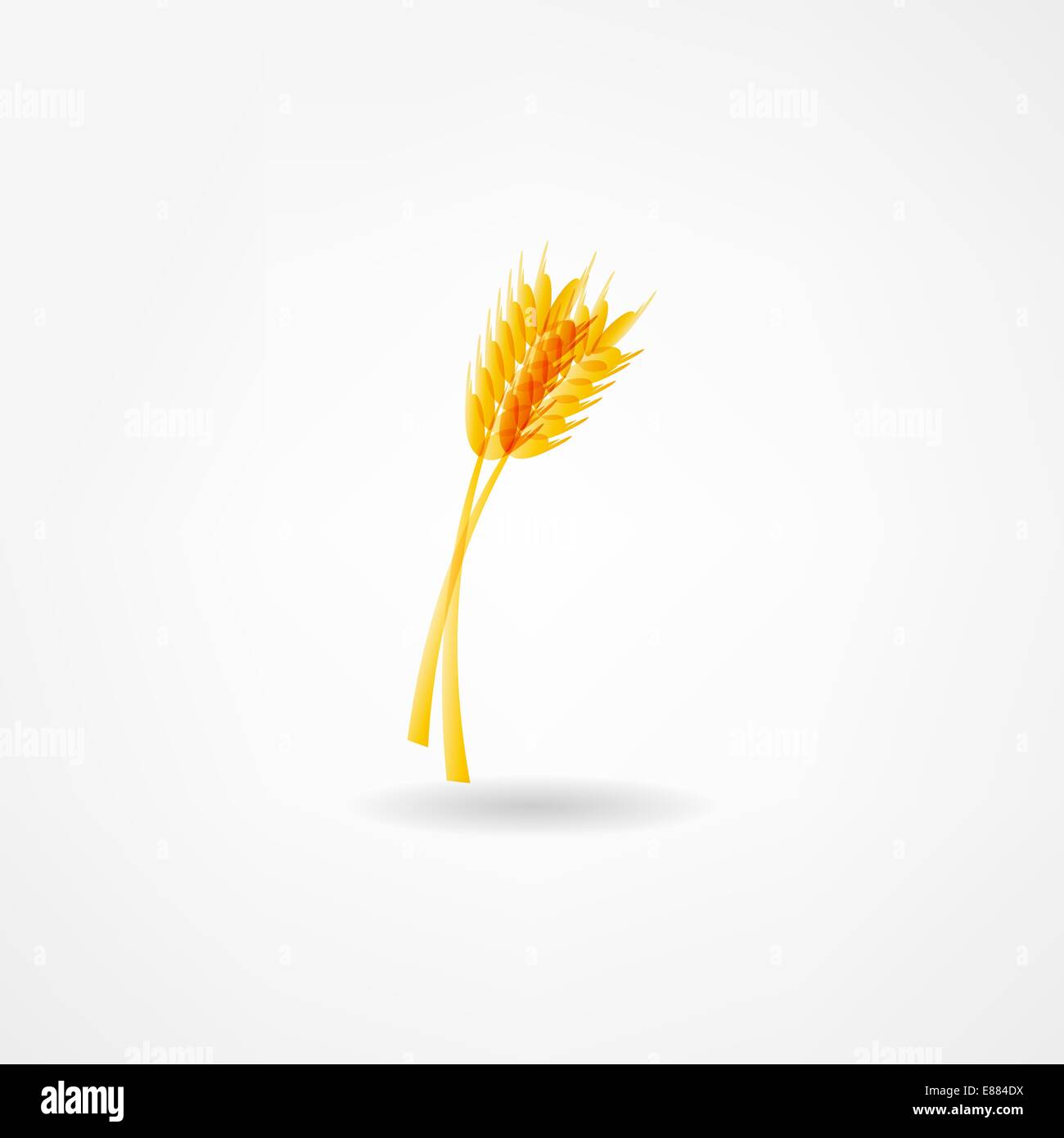 Wheat spica spica Stock Vector Images - Alamy