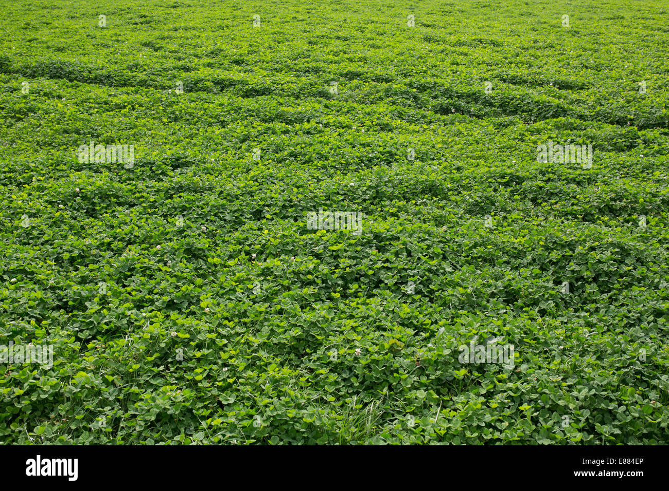 Field of green clover Stock Photo - Alamy