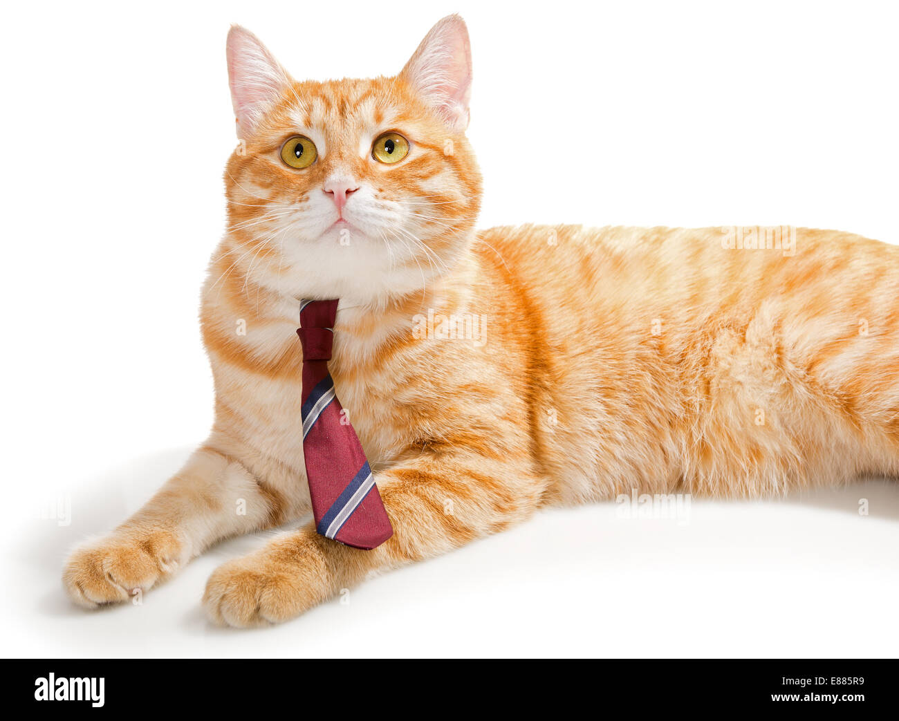 Very serious orange cat with a red tie Stock Photo - Alamy