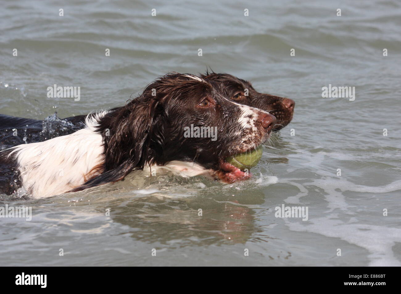 working type english springer and cocker spaniels swimming in the sea ...