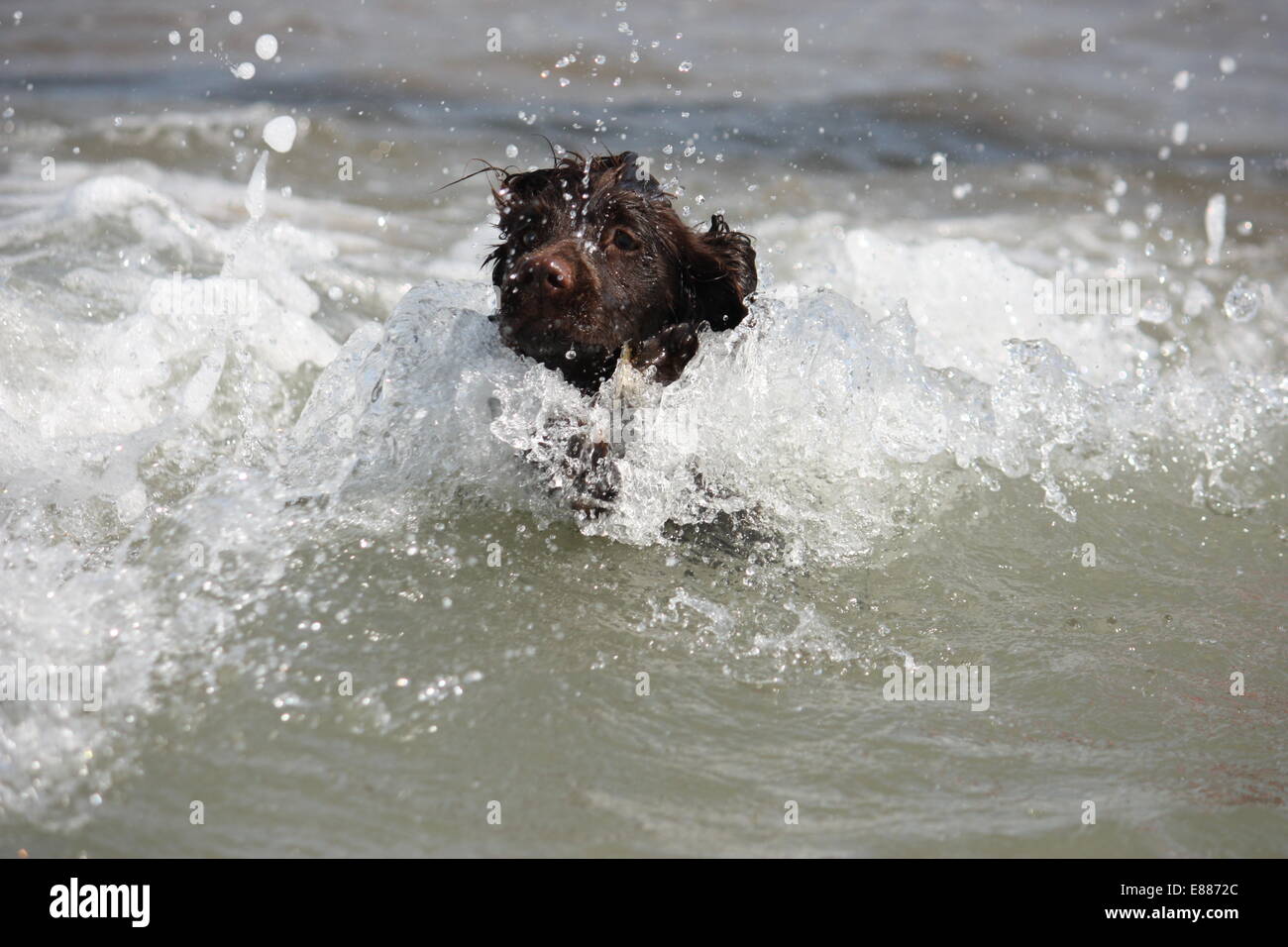 a wet young brown working type cocker spaniel puppy leaping into the ...