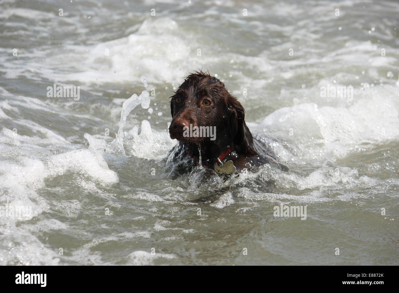 Brown cocker spaniel hi-res stock photography and images - Alamy