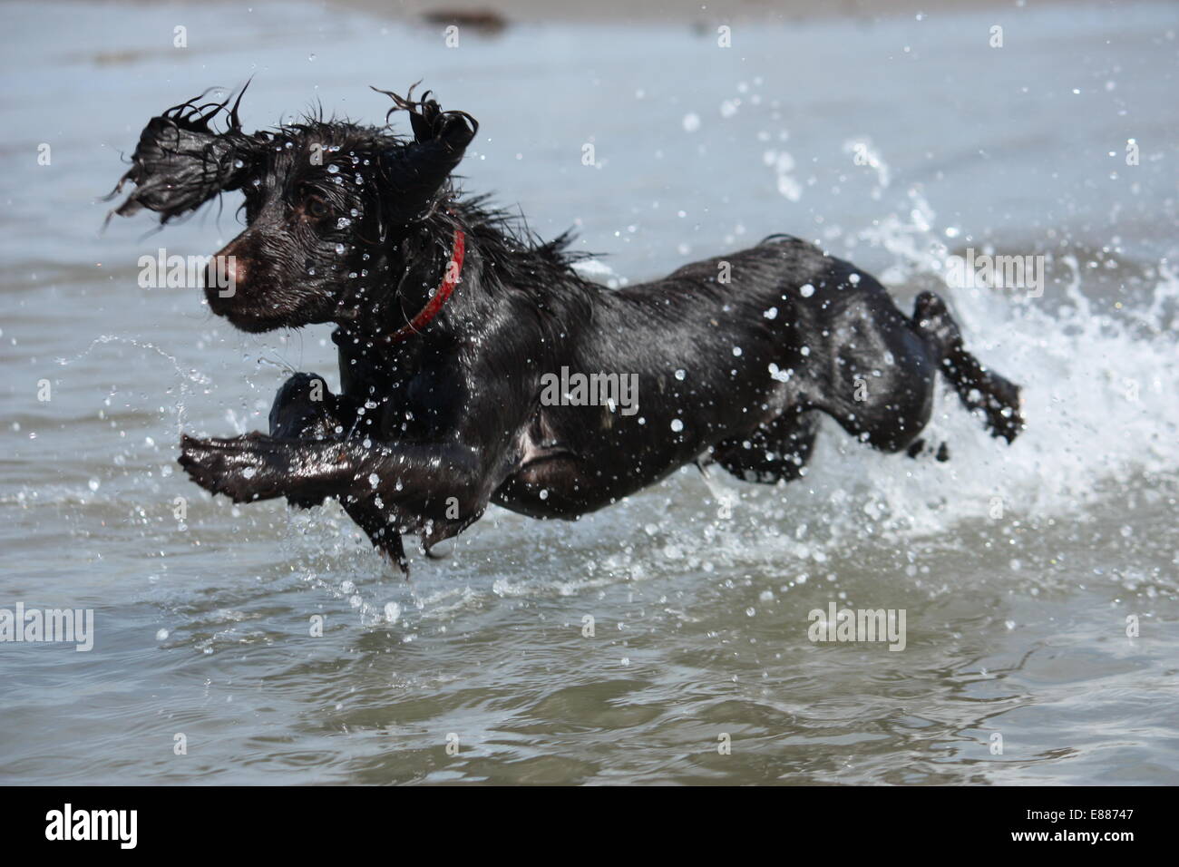 Brown cocker spaniel hi-res stock photography and images - Alamy