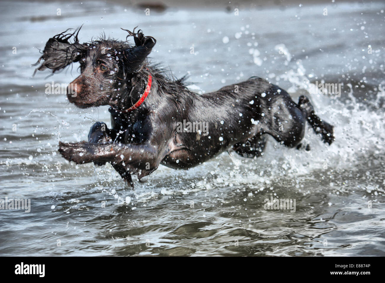 a wet young brown working type cocker spaniel puppy leaping into the ...