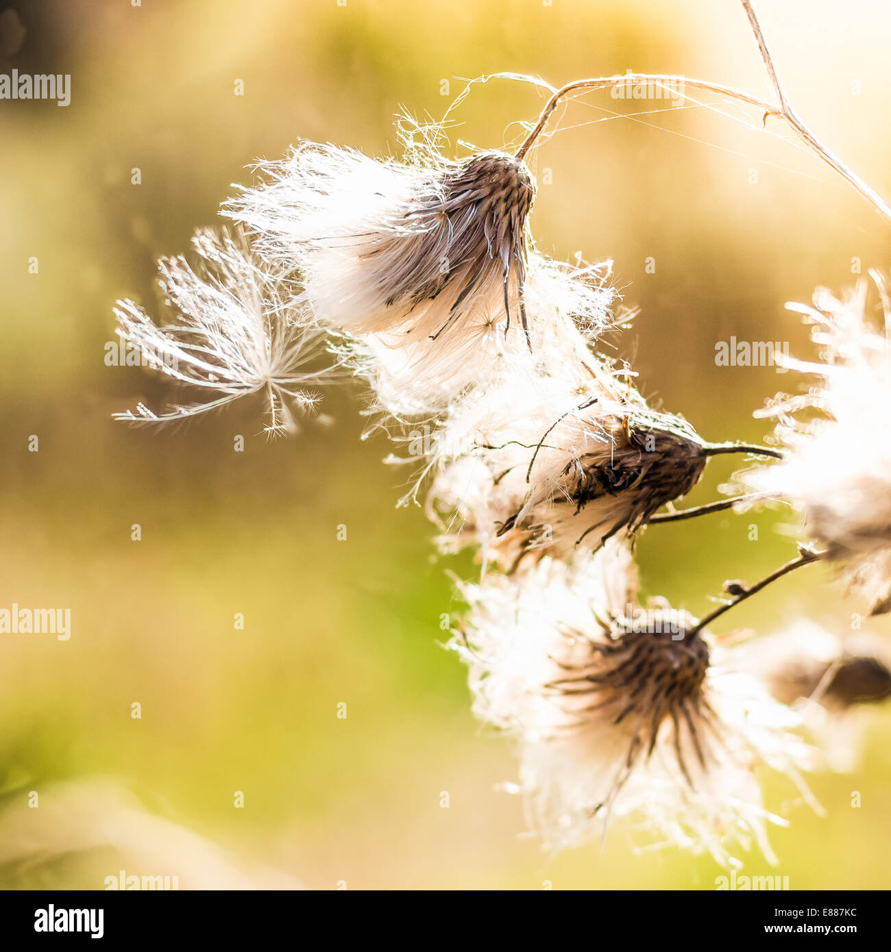 Fluff thistle hi-res stock photography and images - Alamy