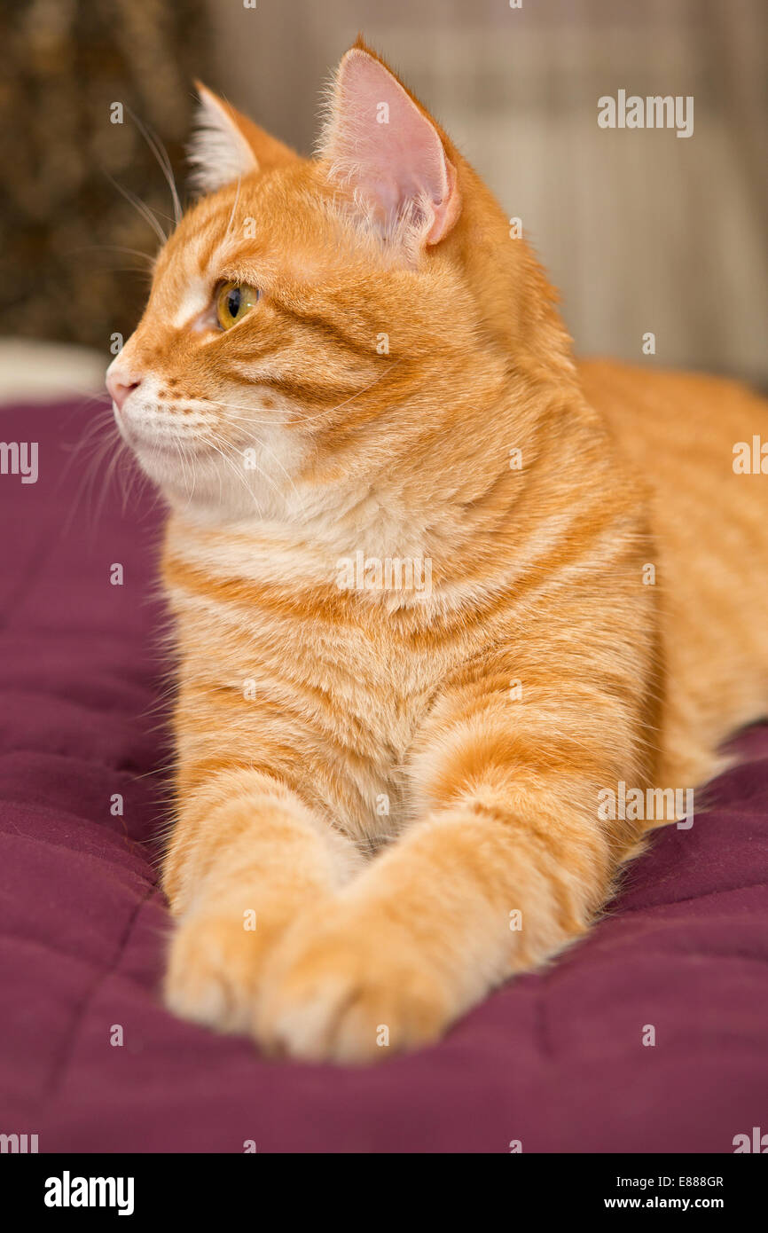 Big orange cat hi-res stock photography and images - Alamy