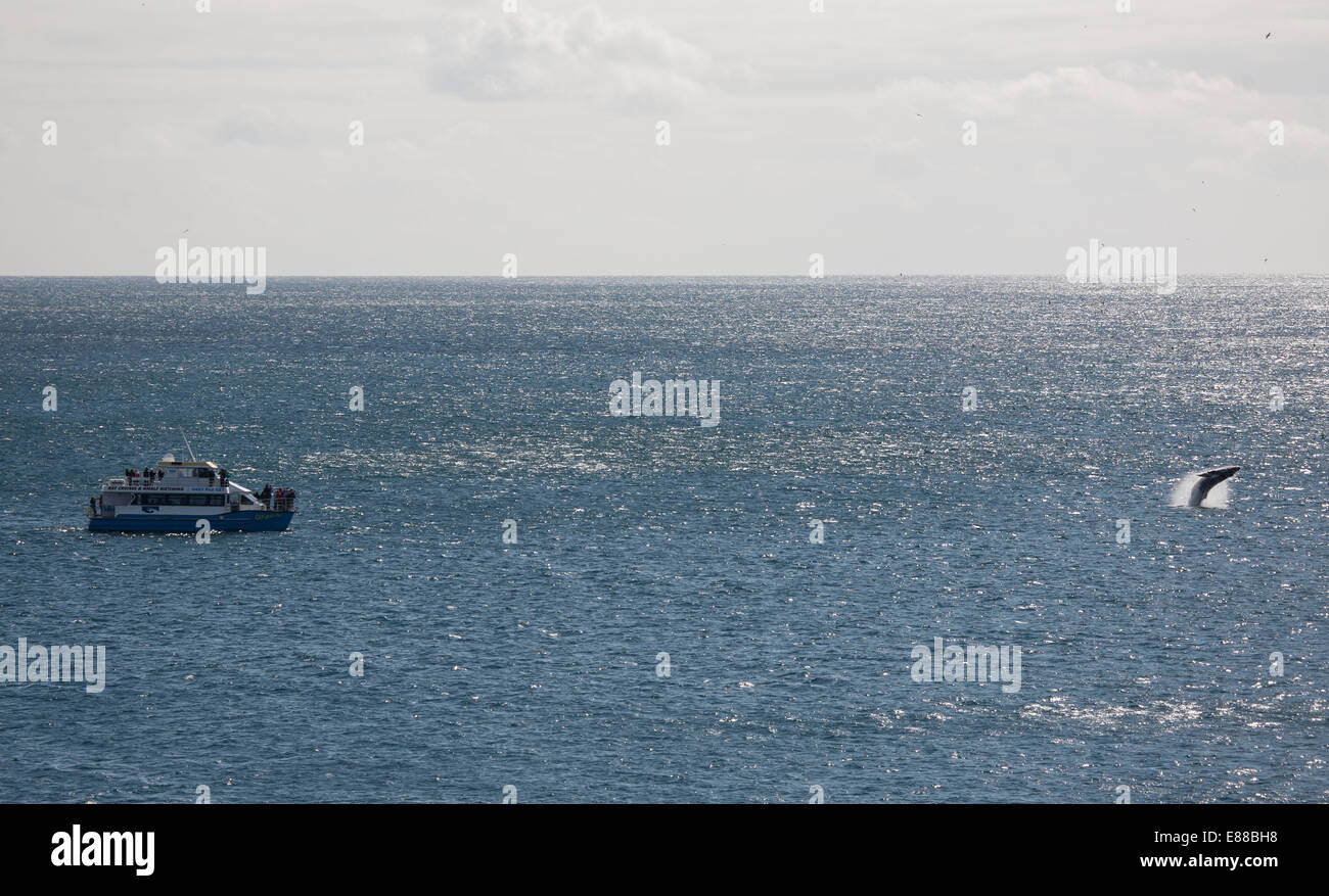 Lobtailing curvetting jumping hi-res stock photography and images - Alamy