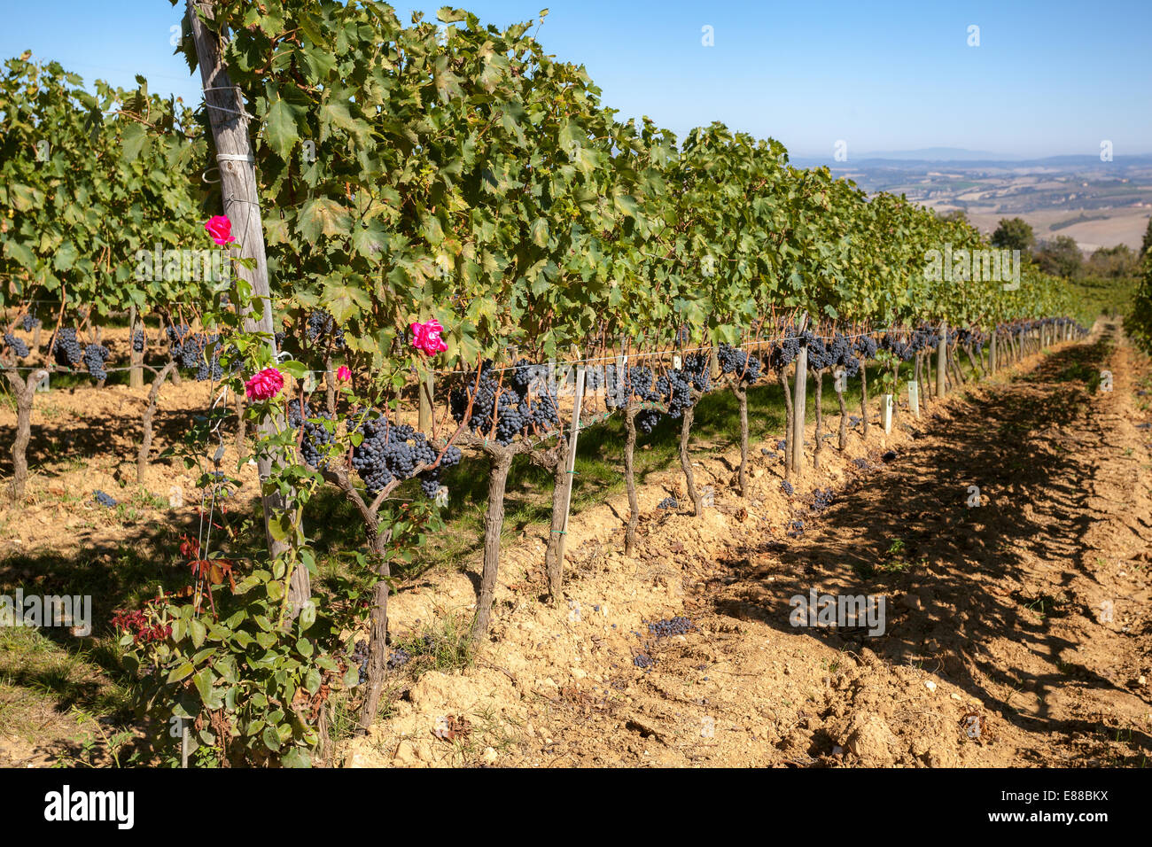 Roses and grape vines hi-res stock photography and images - Alamy