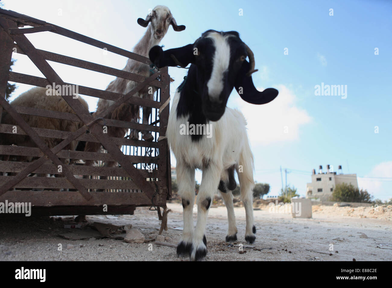 Oct. 2, 2014 - Ramallah, West Bank, Palestinian Territory - A ...
