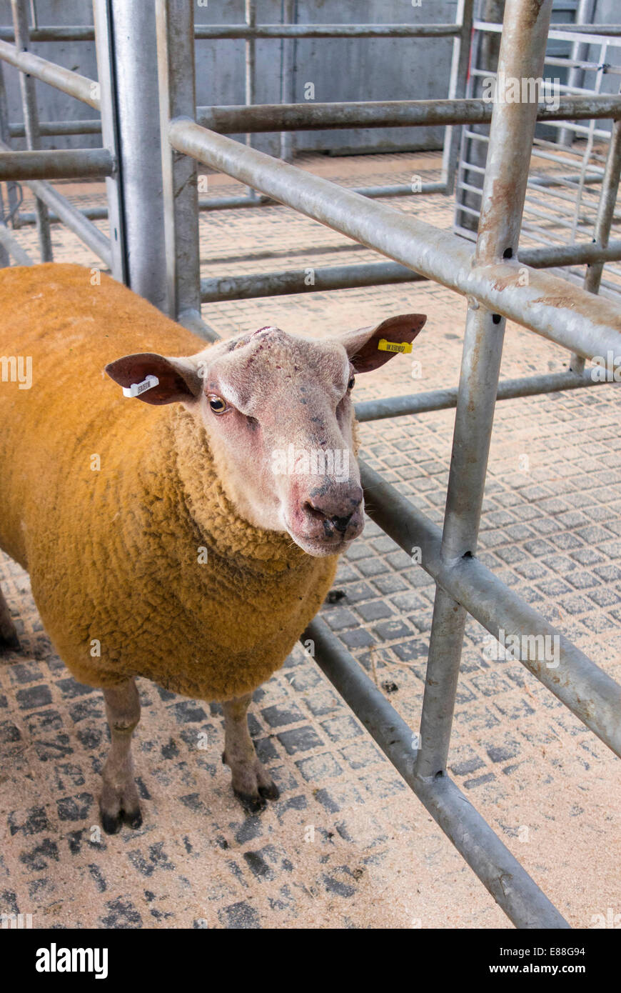 Charollais sheep hi-res stock photography and images - Alamy