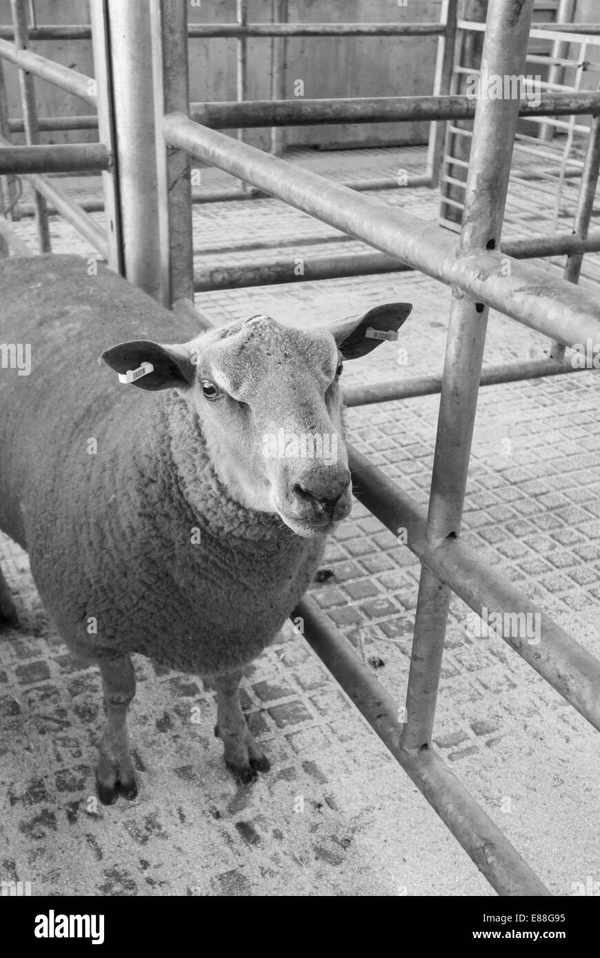 Charollais sheep hi-res stock photography and images - Alamy