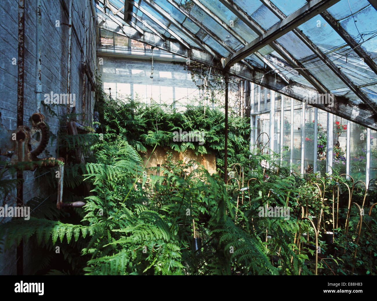 Lush green ferns growing in traditional greenhouse Stock Photo - Alamy
