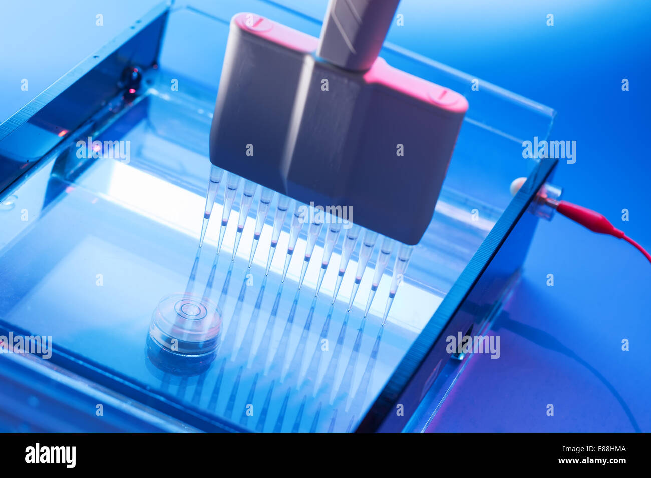 Loading DNA Samples onto an Agarose Gel for Electrophoresis Stock Photo ...