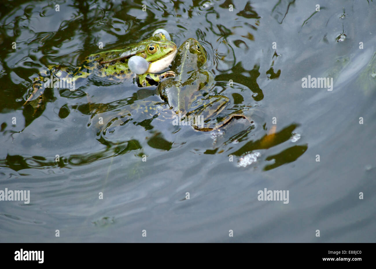 Fighting frogs hi-res stock photography and images - Alamy