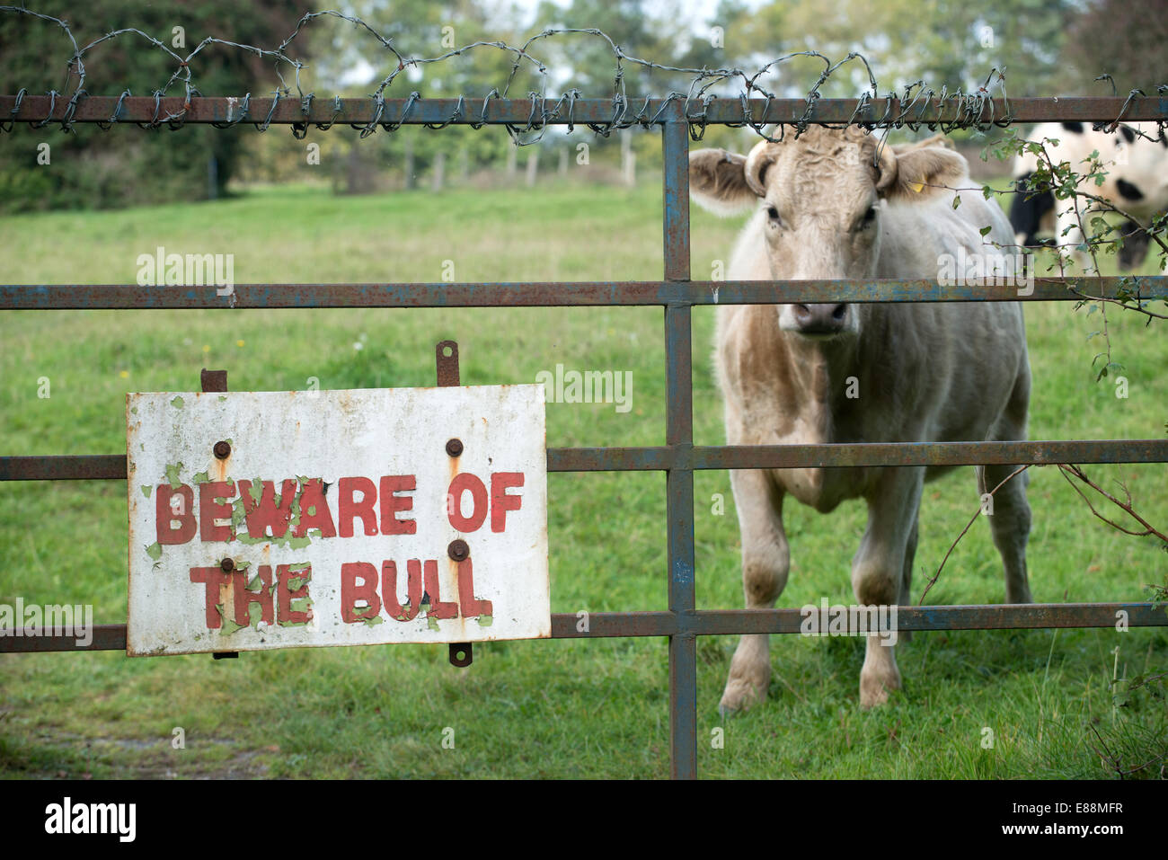 Beware Of The Bull High Resolution Stock Photography and Images - Alamy