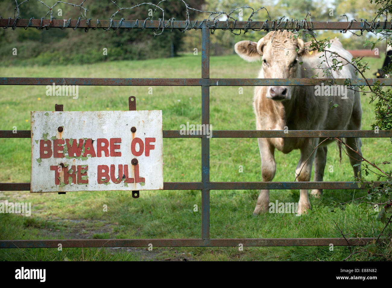 Beware of the bull signage in East Sussex Stock Photo - Alamy